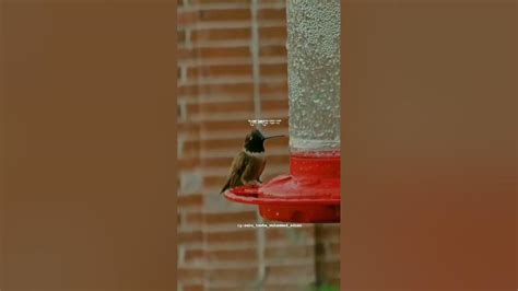 একটা কথা সমাজে প্রচলিত আছে না যে ছেলে মানুষের ইজ্জত সহজে যায় না আবু তোহা মোহাম্মদ আদনান Youtube