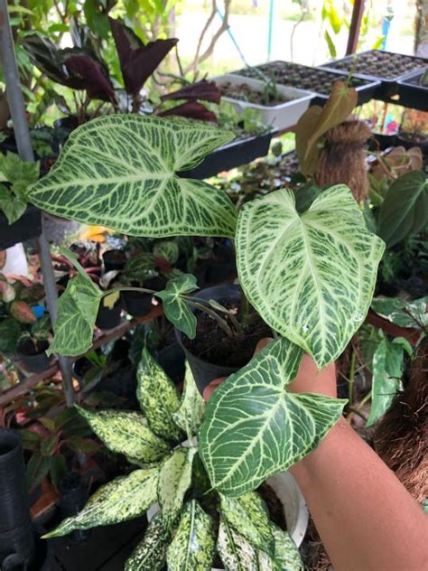 ออมลายกนก หรือ Syngonium Batik กระถาง4นิ้ว Th