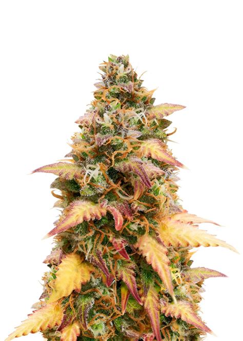Chocolate Thai Auto Strain Info Chocolate Thai Auto Weed By Herbies
