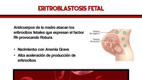 Eritrocitos Ppt