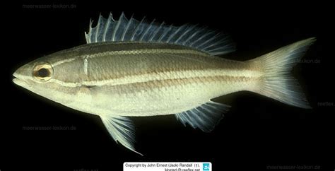 Pentapodus Bifasciatus White Shouldered Whiptail