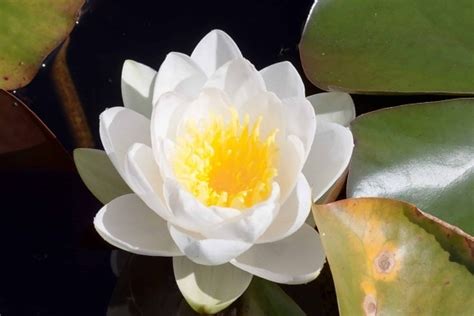 Free Picture Flora Exotic Nature Ecology White Lotus Flower