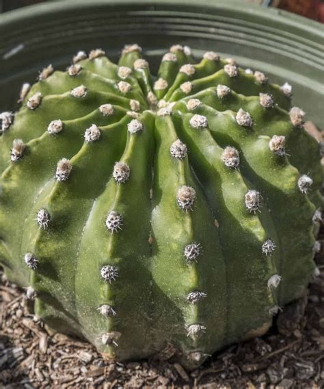 Easter Lily Cactus Desert Horizon Nursery