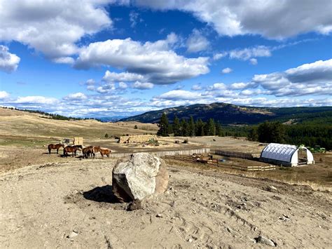 Compass Performance Horses Compass Performance Horses