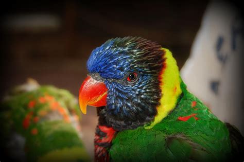 Lorakeet By Kisses1991 On Deviantart