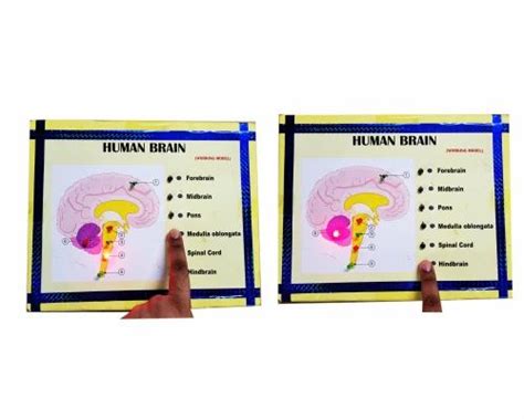 Human Brain Working Model Project For School And College With Report