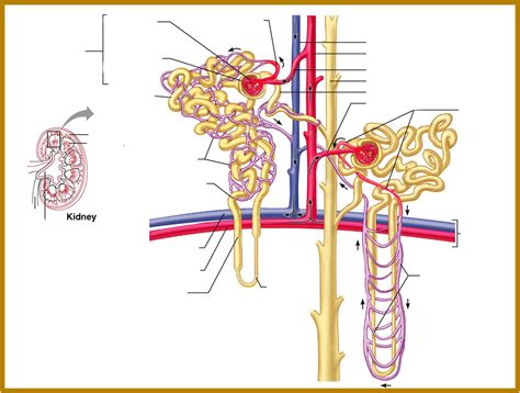 Juxtamedullary Nephron Diagram Quizlet