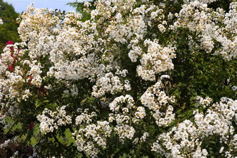 A List Of Shimmering White Flowering Trees To Soothe Your Eyes Gardenerdy