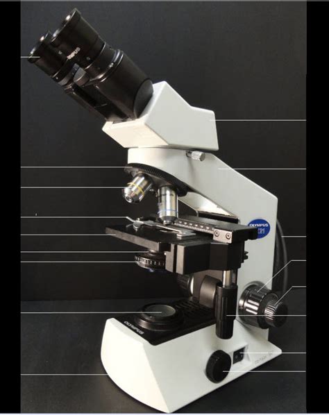 Microscope Diagram Quizlet Microscope Diagram Quizlet
