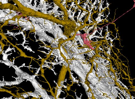 Useful Structural Patterns In The Optic Lobe Inferring Microstructure From Macrostructure