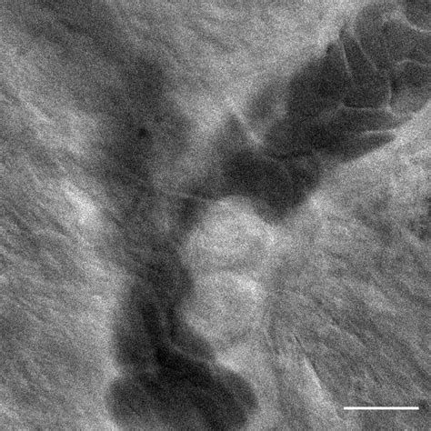 Obic Obic Lxvoc Roboflow Universe