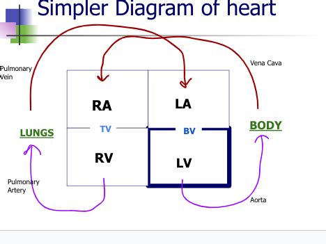 Circulatory System Flashcards Quizlet