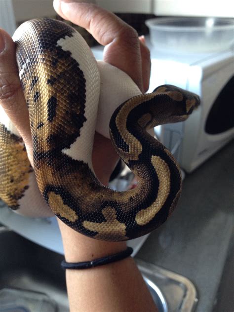 Ball Pythons On Pinterest Ball Python Morphs Cute Reptiles Ball My