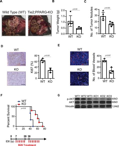 Pparg Silencing Inhibits Tumor Growth And Angiogenesis In The Id8