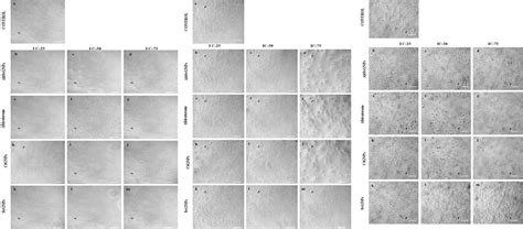 A Images Showing Dcfda Staining Under Phase Contrast Microscope After