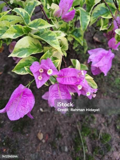 종이 꽃 또는 Bougainvillea는 작고 직립 나무의 형태로 인기있는 관엽 식물입니다 그것의 아름다움은 밝은 붉은 보라색과
