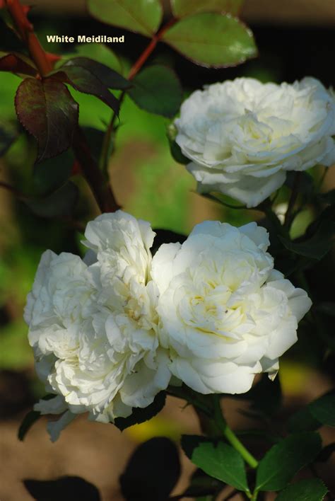 Roses White Meidiland - plant, care and cultivation. Roses White ...