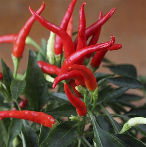 Перец Мирасоль (Mirasol Pepper), описание сорта – mirperca.ru