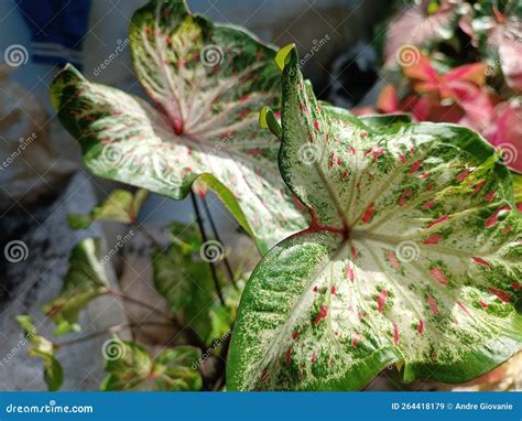 Ornamental Taro Plants Stock Image Image Of Outdoor 264418179