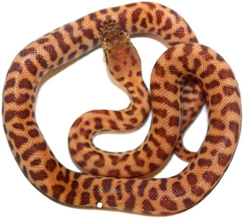 Female Eastern Stimsons Python Stimsons Python By Inland Reptile