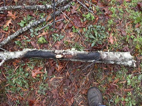 How Do Power Lines Cause Wildfires Texas Wildfire Mitigation Project