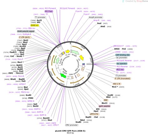 Addgene Plenti Cmv Gfp Puro 658 5