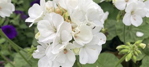 Daylilynursery White Geranium Plant Facts