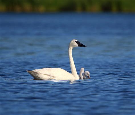Day 7 Seven Swans A Swimming Healthy Wildlife