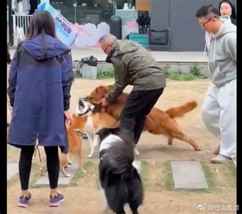 金毛咬住了柴犬不松嘴，两个人才勉强拉开，都是不栓绳惹的祸！柴犬狗狗金毛新浪新闻