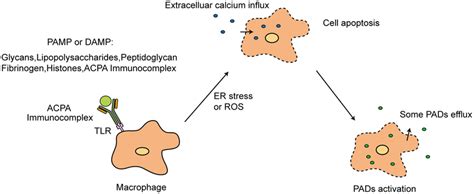 Pamp Or Damp In Pads Activation Tlr Toll Like Receptors Pamp Download Scientific Diagram