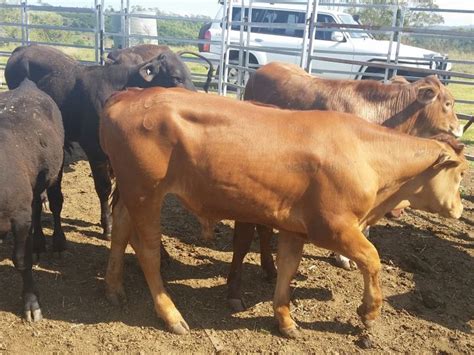 Crows Nest Qld Livestock Cattle Sold