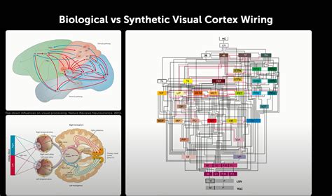 Bio Vs Ai Visual Cortex Driven