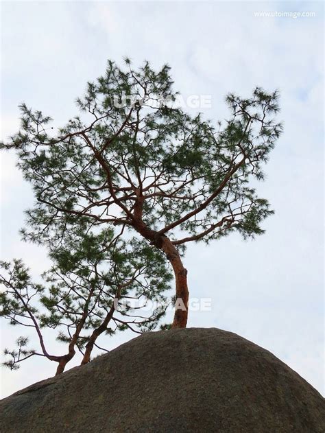 바위와 소나무 Kimgs4725 사진 바위 소나무 높은 자연 생태 환경 푸른 청정 사계절 식물 배경