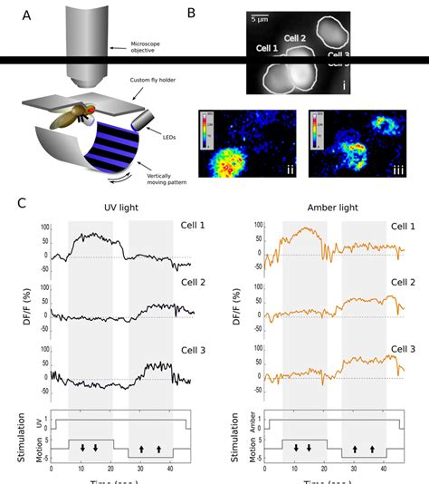 Fig S12 Tangential Cells In The Lobula Plate Lptcs Of Uv Flies