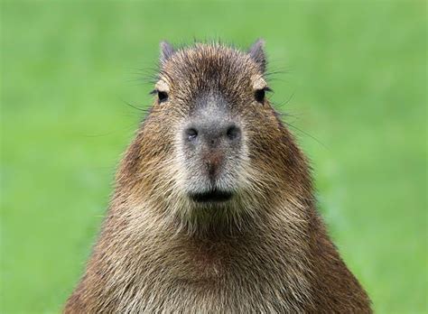 Create Meme Capybara Honey Funny Capybaras Angry Capybara