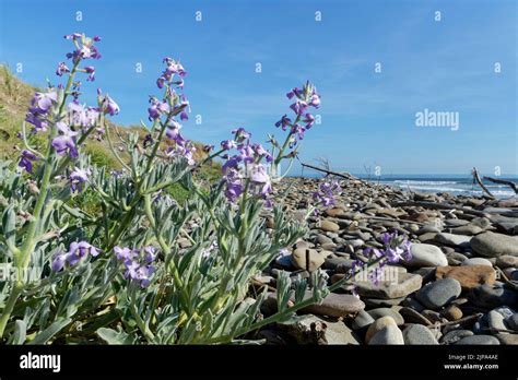 Sea Stock Matthiola Sinuata Flowering Among Beach Pebbles Just Above