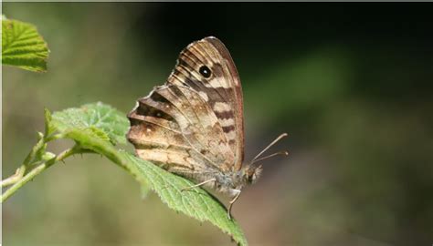Irish Butterfly Monitoring Scheme National Biodiversity Data Centre