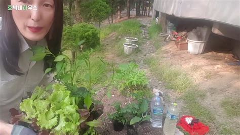 아파트 텃밭만들고 고추 토마토 가지 샐러리 모종 심어요 네이버 Tv