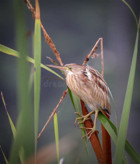 Yellow Bittern Is A Small Bittern Stock Image Image Of Asia Bird 285777631