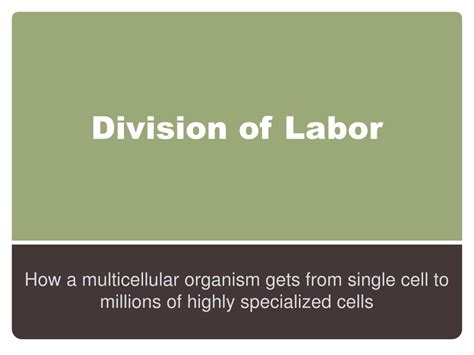 Ppt Division Of Labor Powerpoint Presentation Free Download Id9578100