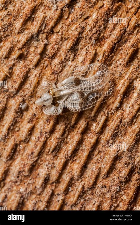 Sycamore Lace Bug Tingidae Sp Grouped Under A Bark To Spend The