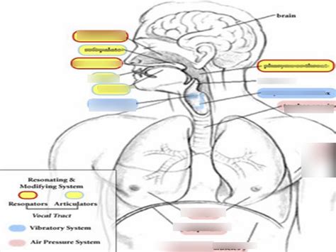 Anatomy From Midterm Diagram Quizlet