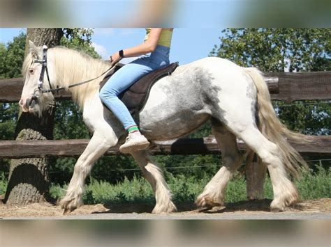 Tinker Merrie 6 Jaar 130 Cm Gevlekt Paard In Lathen