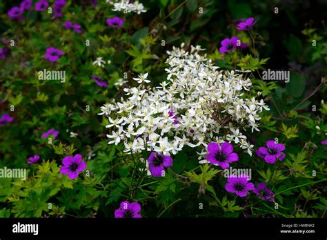 White Clematis Purple Geranium Mix Mixed Flower Flowers Flowering