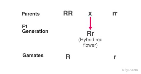 Selina Solutions Concise Biology Class 10 Chapter 3 Genetics Some Basic Fundamentals Available