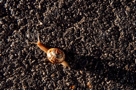 50 Snegle Fotos Imágenes E Fondo Para Descarga Gratuita Pngtree