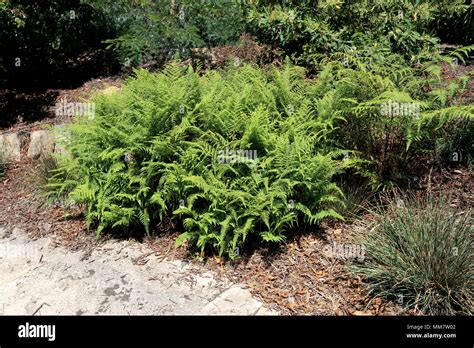 Bracken Fern Hi Res Stock Photography And Images Alamy