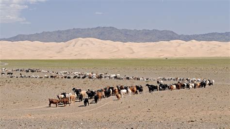图片素材 草原 放牧 牧场 平原 沙漠景观 山羊 高原 苹果浏览器 生态系统 蒙古 撒哈拉 旱谷 沙丘 戈壁