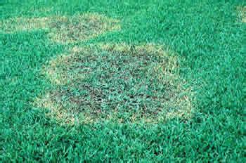 Are Those Circles In My Lawn Brown Patch Fungus Massey Services Inc Massey Services Inc