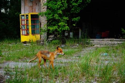 25 Haunting Chernobyl Pictures 30 Years Later The Planet D